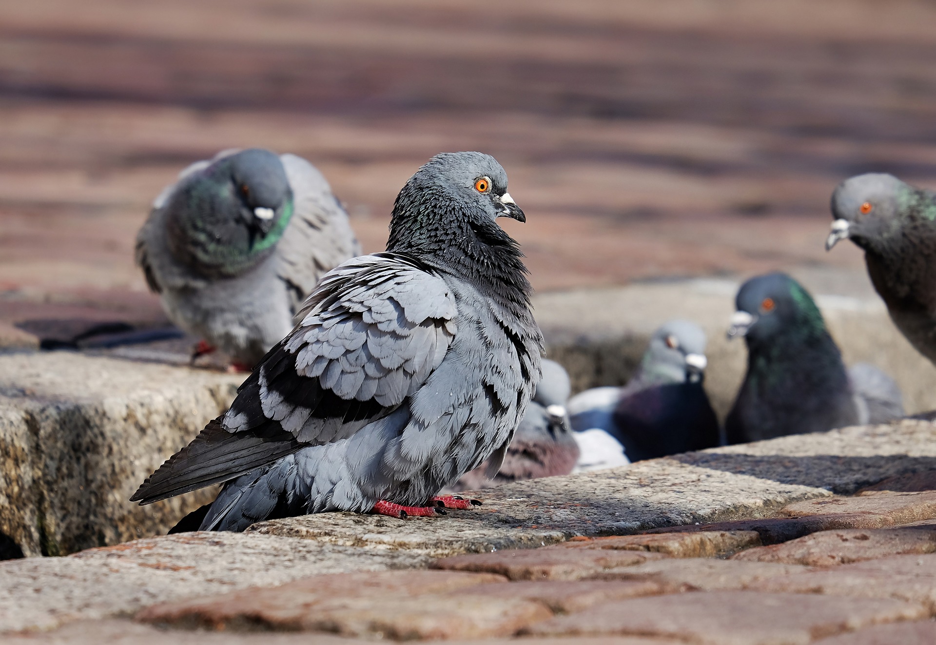 Ark Pest Control - Pest Control and Waste Removal Services